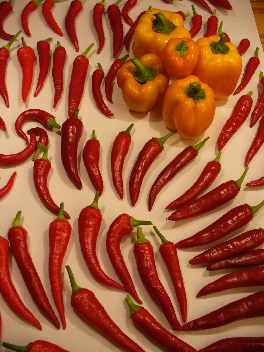 Fotos - Chilis, Habaneros, Jolokia, Anchos, Aji, Jalapenos und mehr...